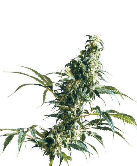 Mexican Sativa – Purchase Mexican Sativa feminized cannabis seeds