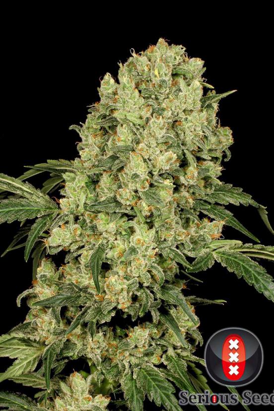 Serious Seeds - Buy Cannabis Seeds
