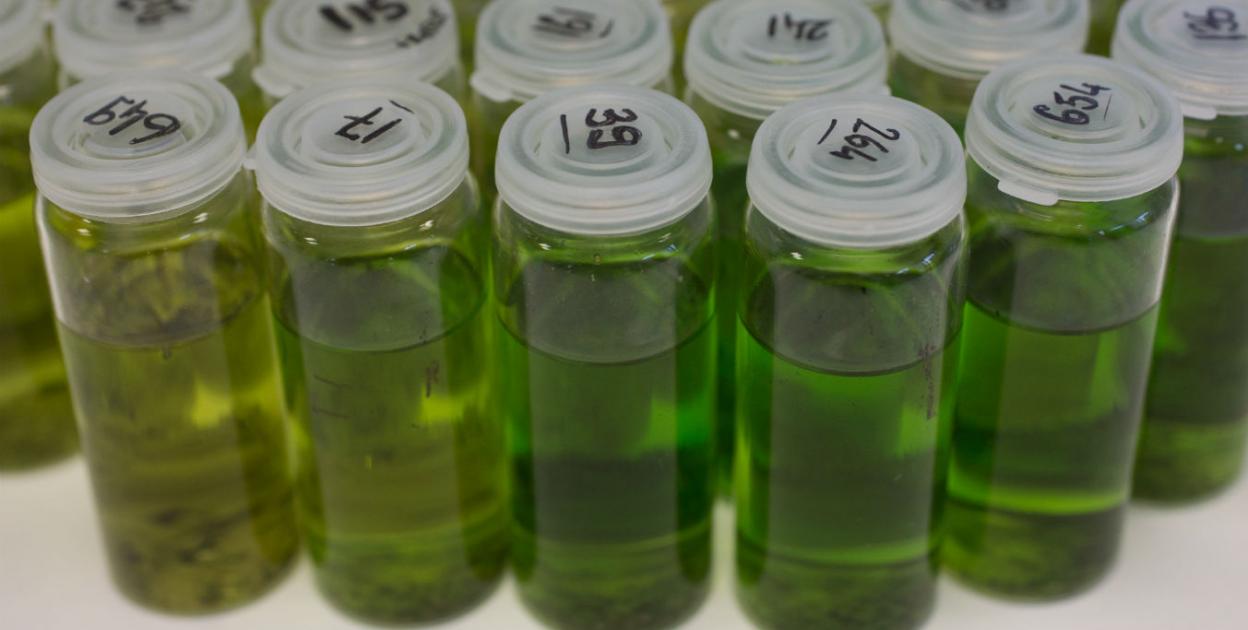 Processing and analysis of cannabis samples: This is what we do in the ...