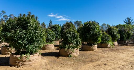 How to grow giant cannabis plants in pure US style