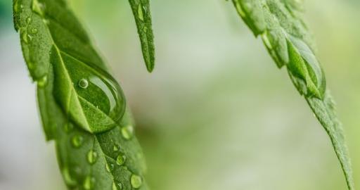 ACDC: A Strain As Effective or Even More Than Charlotte's Web