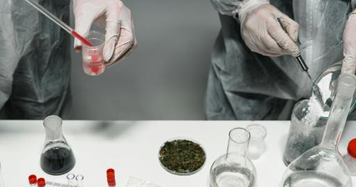 33 Key Genetic Markers Identified in Cannabinoid Production: The Future ...