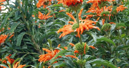 Leonotis leonorus or Wild Dagga: the wildest side of cannabis