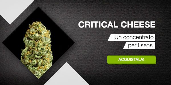 Critical Cheese: Provando la formula della tripla P