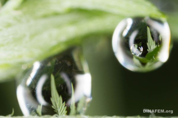 Growing autoflowering plants on a balcony