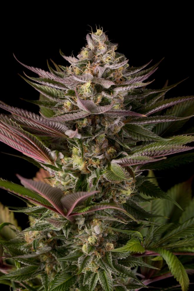 Blue Kush – Buy Blue Kush feminized cannabis seeds