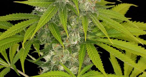 Power Kush - Acheter des graines de Cannabis Power Kush féminisées