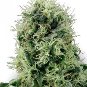 Pure Power Plant - Buy White Label cannabis seeds