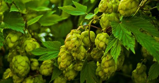 Planta del mes: lúpulo, el primo hermano del cannabis