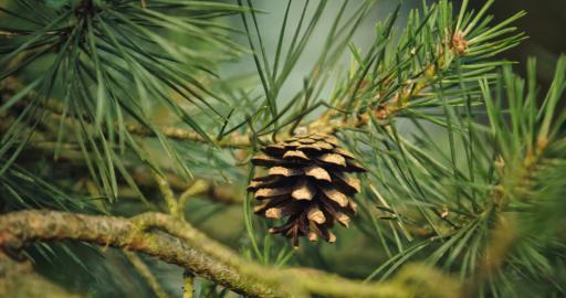 What is pinene?