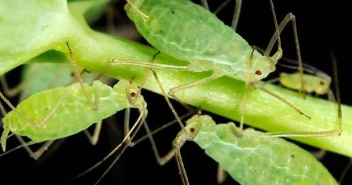 Pests in marijuana crops: Aphids
