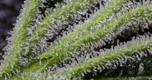 Five key points on cannabis harvest and ripeness