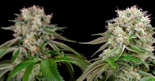 The Aromatic Chemistry of Cannabis: Unravelling What Makes Your Weed ...