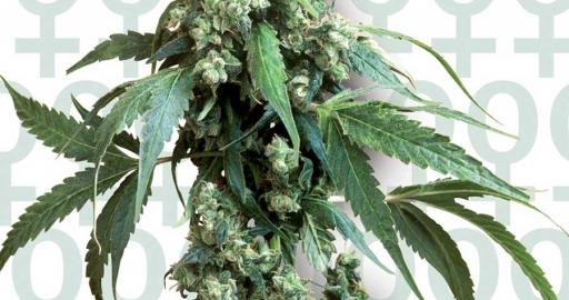 Jack Flash #5 - Buy Sensi Seeds cannabis seeds