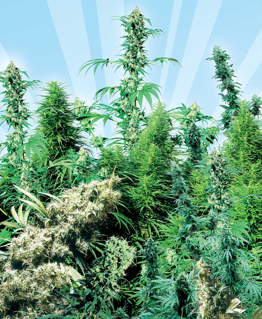 Outdoor Mix - Acheter des Graines de Cannabis Sensi Seeds