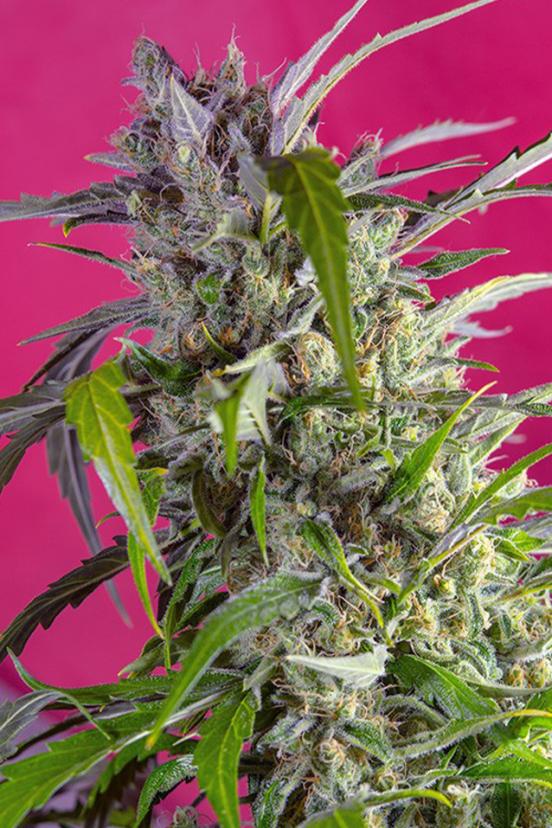 Dark Devil Auto - Buy Sweet Seeds cannabis seeds