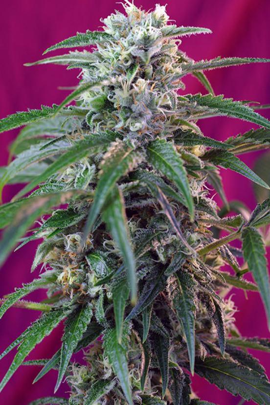 Dark Devil Auto - Buy Sweet Seeds cannabis seeds