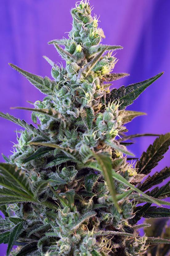 Dark Devil Auto - Buy Sweet Seeds cannabis seeds