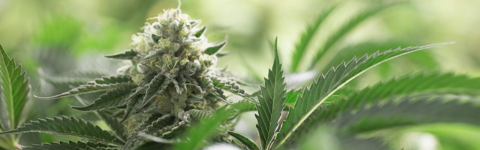 The Prohibition Wall Cracks: Historic Shift in US Cannabis Policy