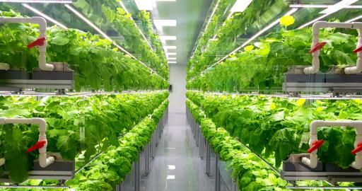 Cannabis vertical growing: an innovative method with many benefits