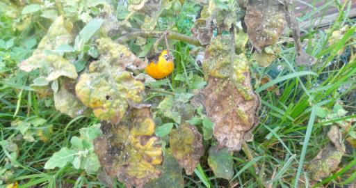 Verticillium: a fungus that causes plants to wilt