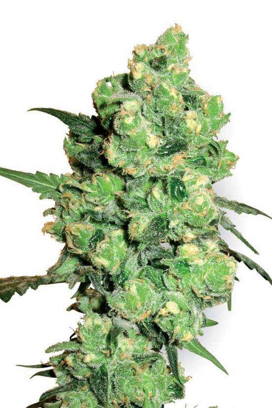 Double Gum - Buy White Label cannabis seeds