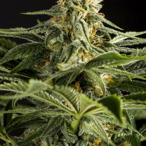 California Hash Plant