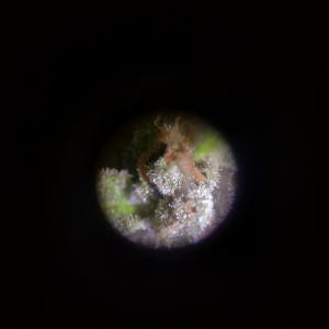 Critical + 2.0 Autoflowering – Buy Critical + 2.0 Auto cannabis seeds