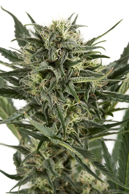 Dinafem crystallises its division of autoflowering seeds