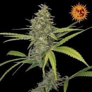 G13 Haze - Buy Barney’s Farm cannabis seeds