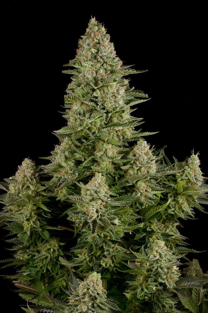 Las 10 mejores variedades de marihuana Indica de Dinafem